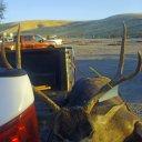 California Blacktail Deer Hunts