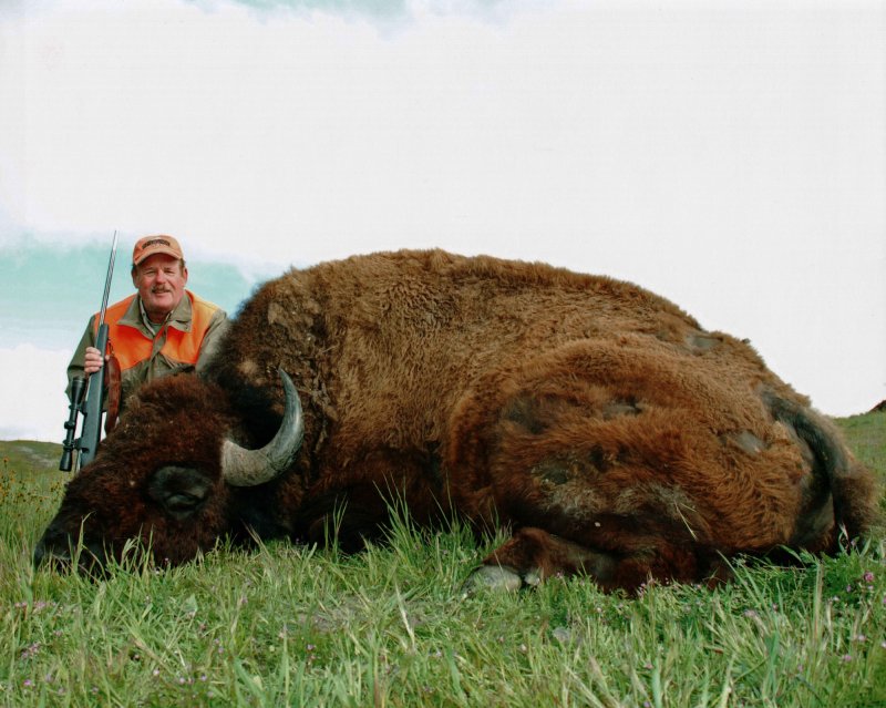 Buffalo Hunting in California