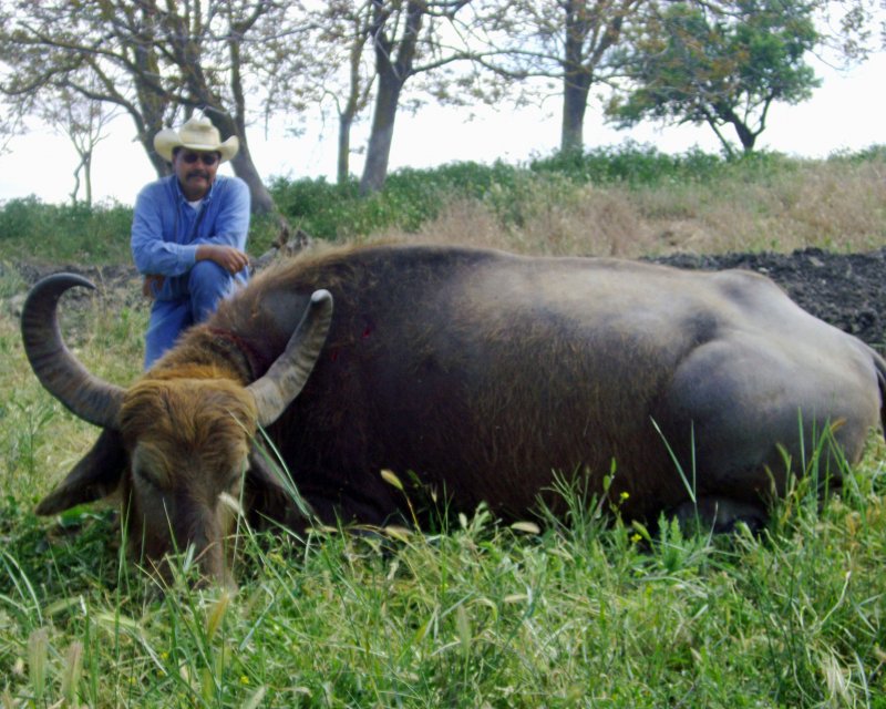 Bitterwater Outfitters - Photo Gallery - Water Buffalo Hunts