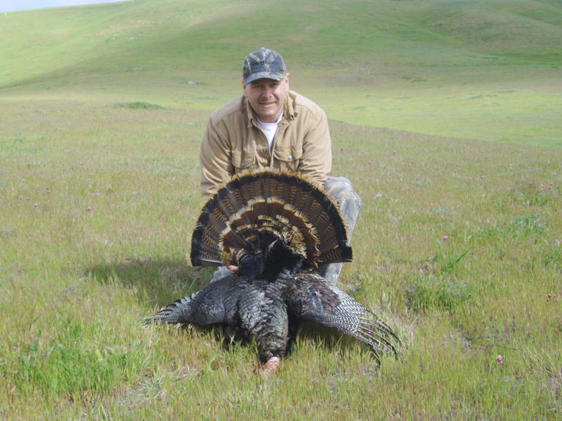 California Turkey Hunts