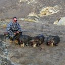 California Wild Pig Hunts