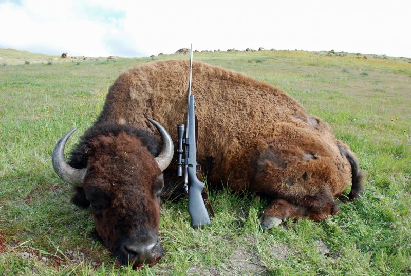 Buffalo Hunting in California